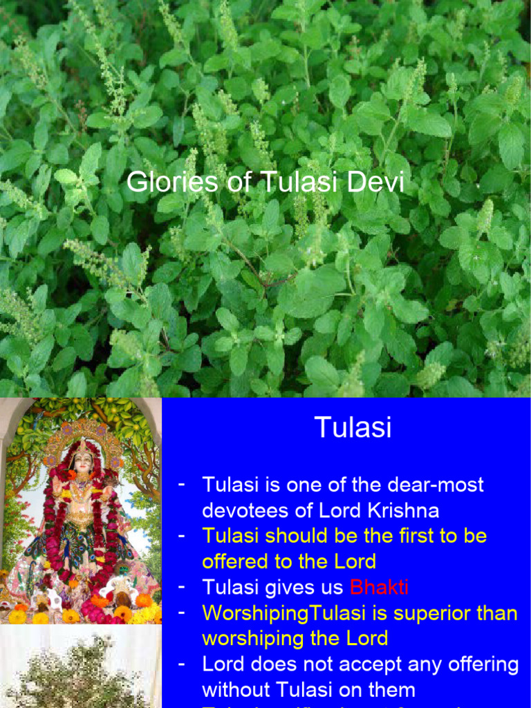 Tulasi Glories | PDF