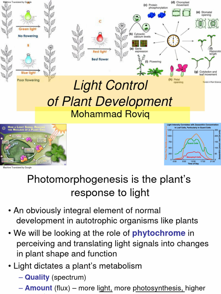 #2 MRQ - Phytochrome and Light Control | PDF