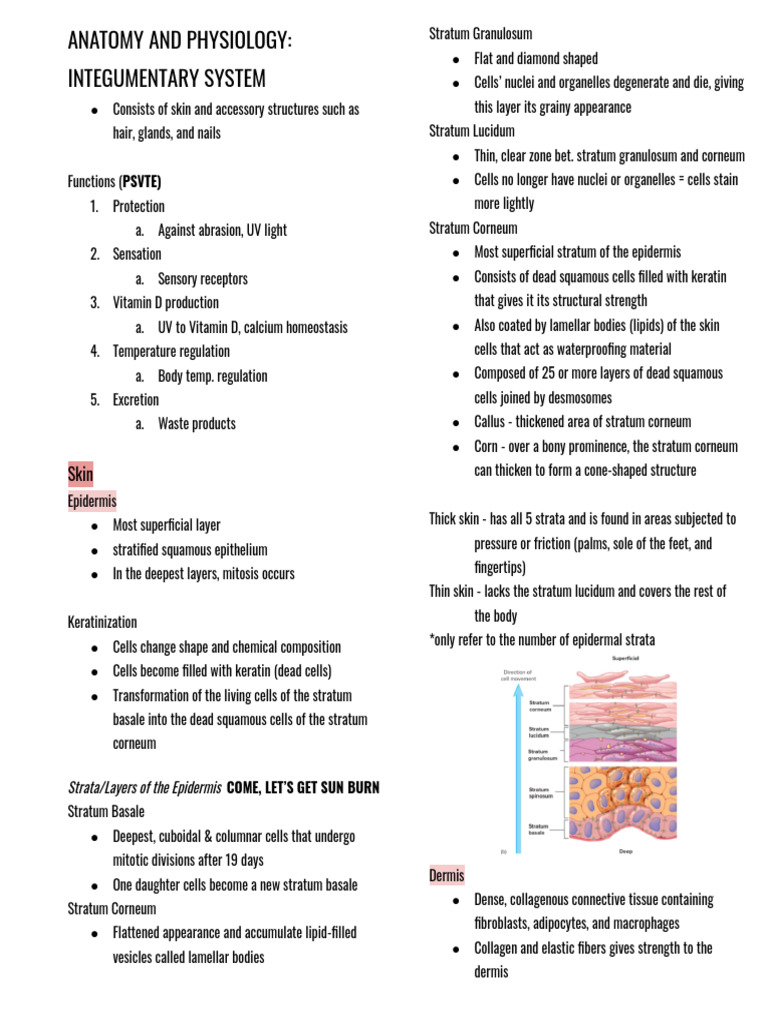 5 Integumentary System | PDF | Skin | Integumentary System
