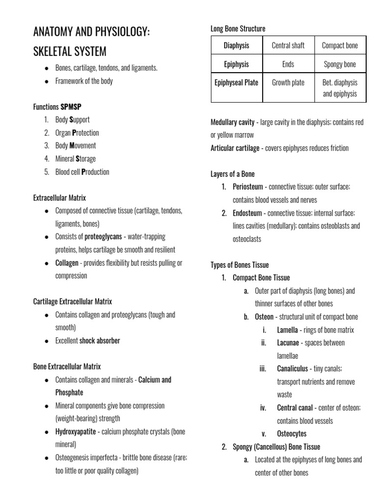 6 Skeletal System | PDF | Vertebra | Bone