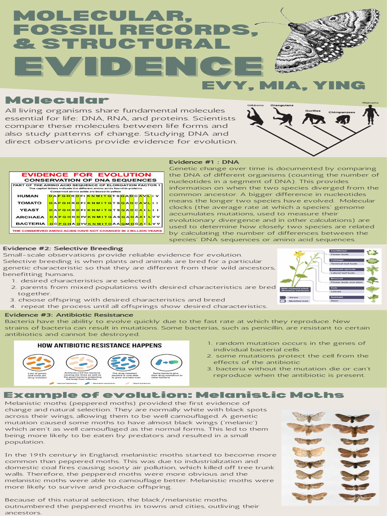 Evidence For Evolution - Infographic | PDF | Evolution | Mutation