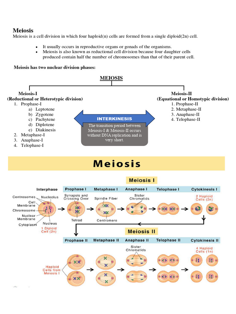 Meiosis | PDF | Meiosis | Mitosis