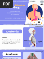 ESÒFAGO (Anatomía, Embriología, Histología y Fisiología) | PDF ...