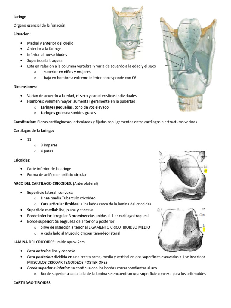 Anatomía y Función de la Laringe | PDF | Laringe | Anatomía humana