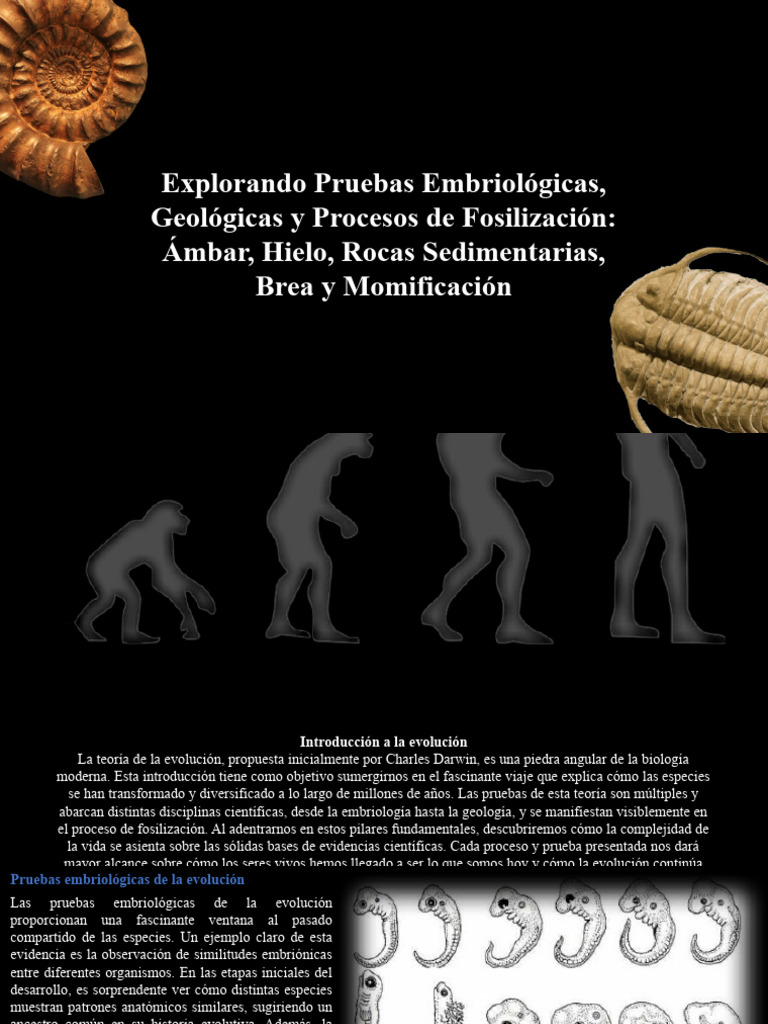 Presentación 1 Wdad | PDF