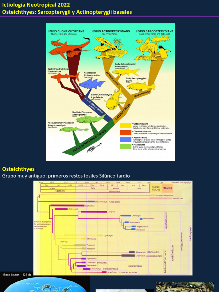Telesotomi Sarcop y Actinop | PDF | Esqueleto | Cráneo