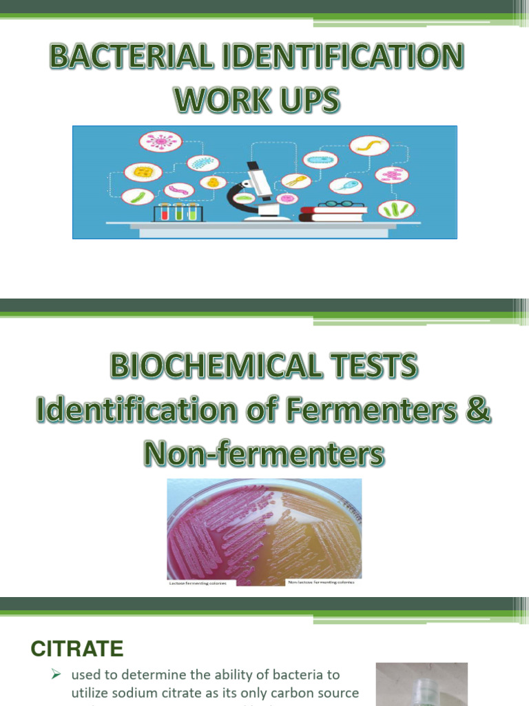 Bacterial Identification | PDF