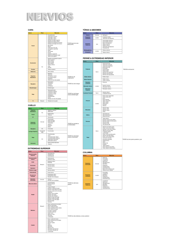 Nervios y Músculos del Cuerpo Humano | PDF