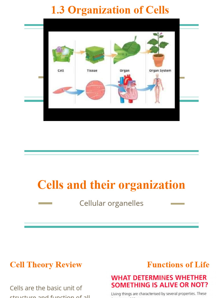 Understanding Cell Structure and Function | PDF | Cell (Biology ...