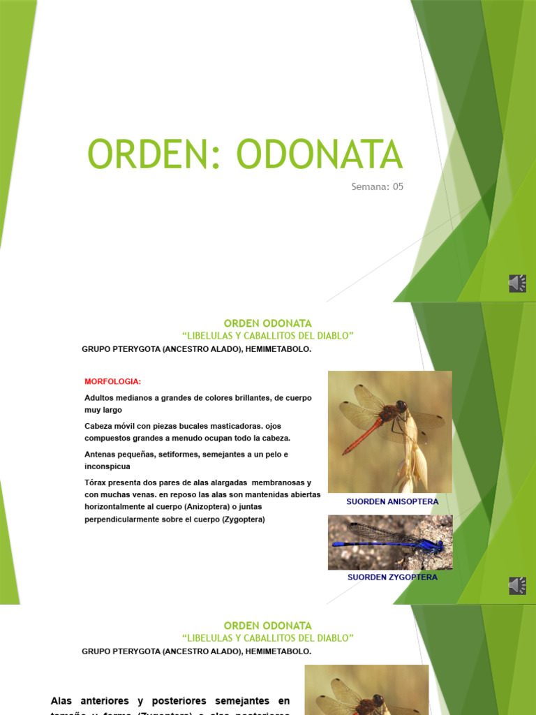 Orden - Odonata - Entregable 3 | PDF | Libélula | Taxonomía de insectos