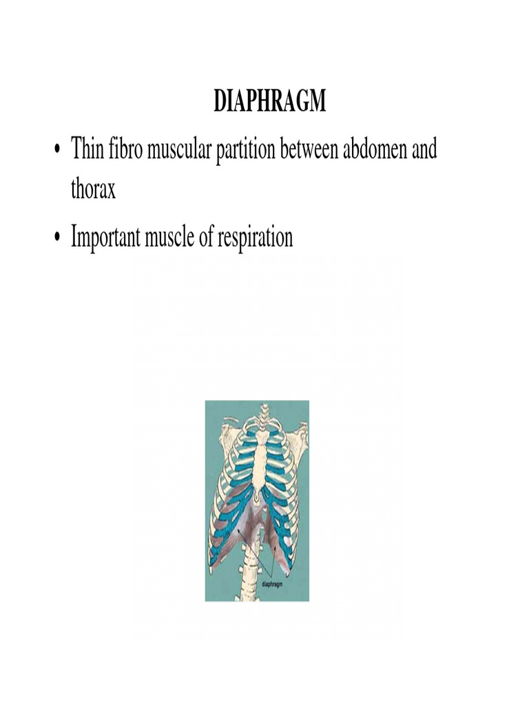 Thorax - Diaphragm | PDF | Social Science | Wellness