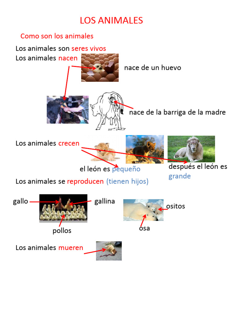 Clasificación y características de animales | PDF | Anfibio | Reptil