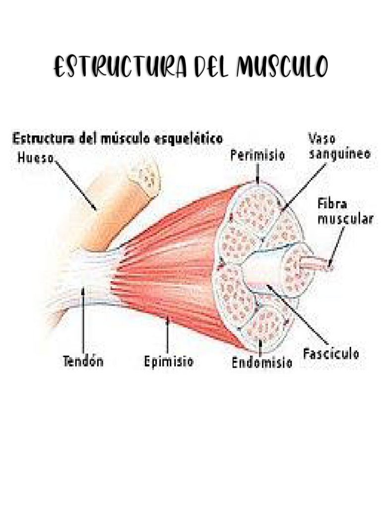 Estructura del musculo | PDF