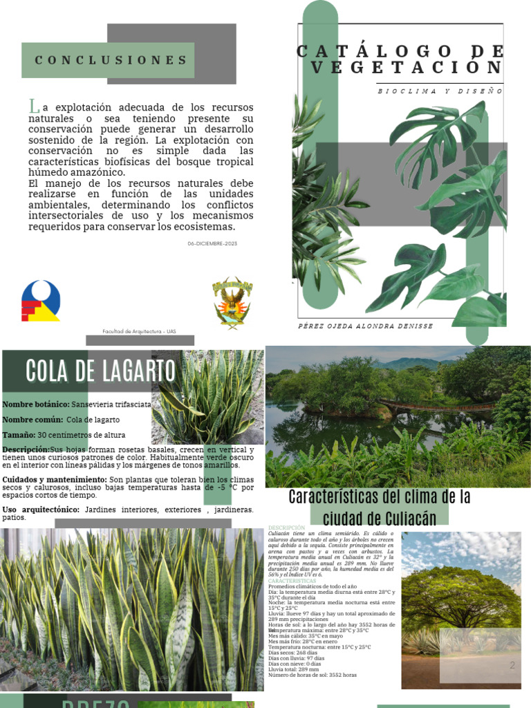 Vegetación Endémica de Culiacán | PDF | Hoja | Arboles