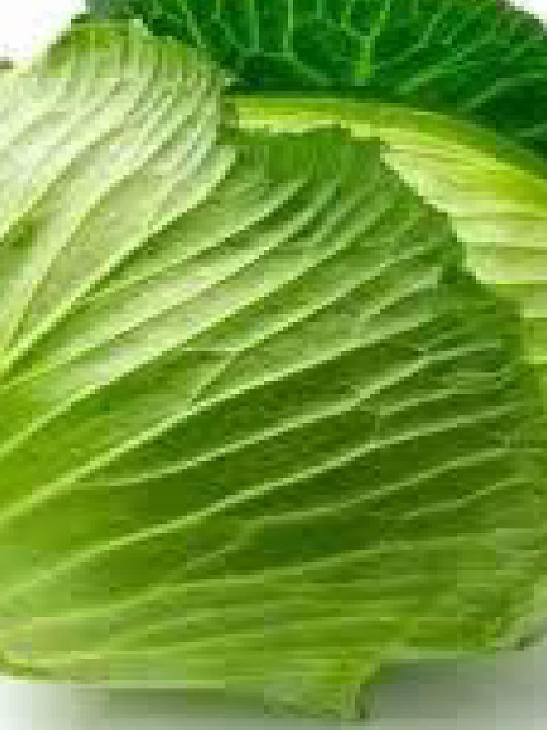 CABBAGE | PDF