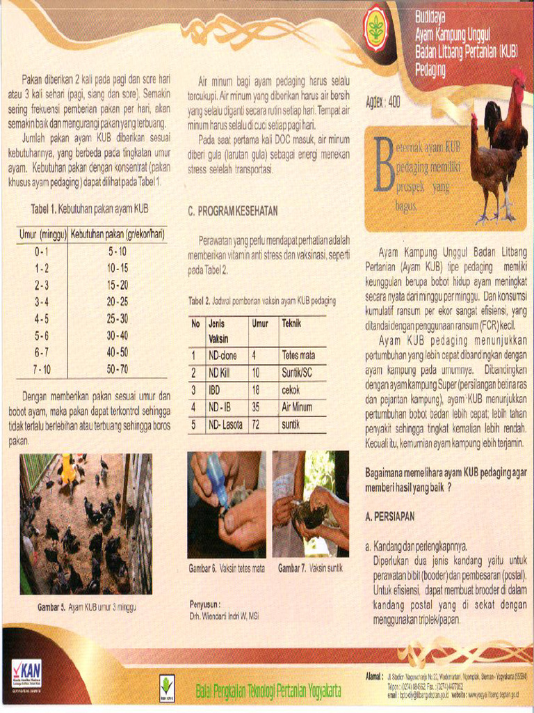 Budidaya Ayam KUB | PDF