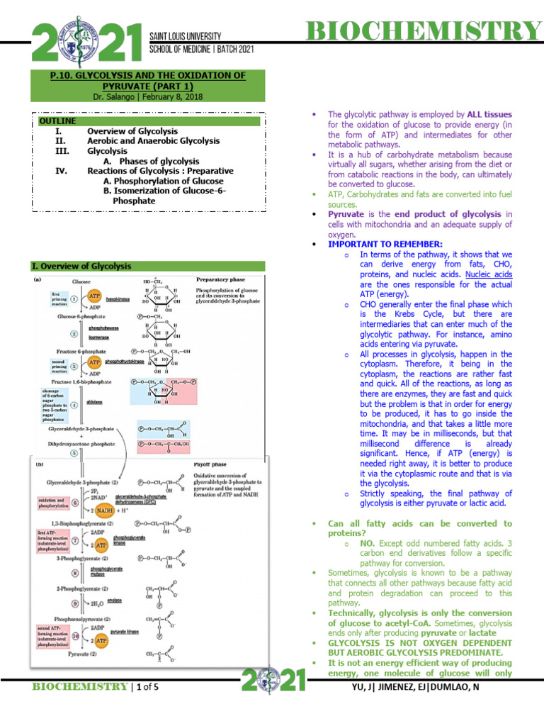P.10. Glycolysis and The Oxidation of Pyruvate Part 1 | PDF