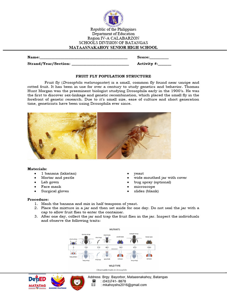 Fruit Fly Population Study Guide | PDF | Drosophila Melanogaster ...