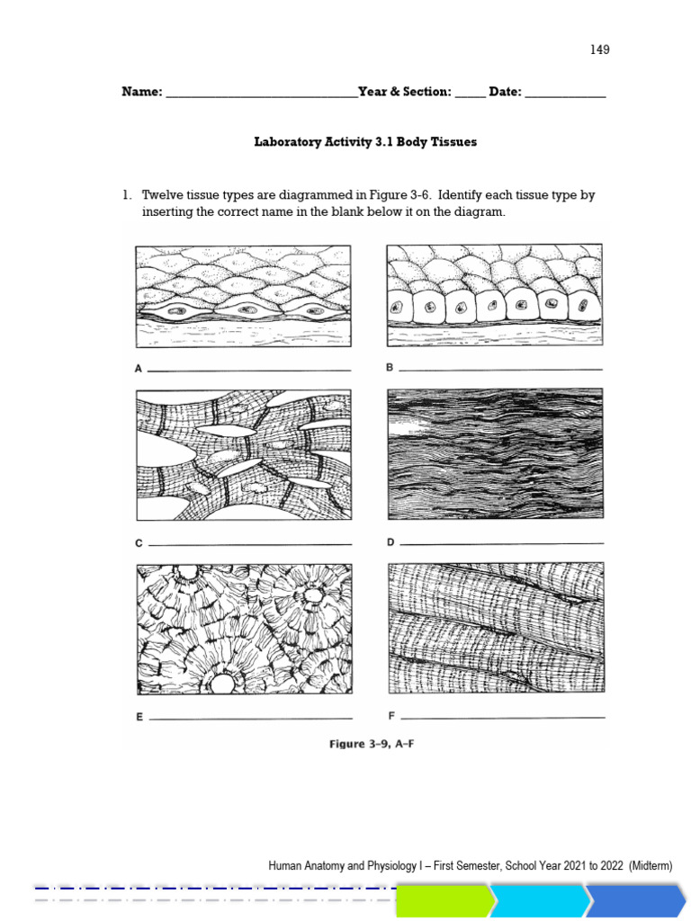 Tissue Level Lab Exercise Module | PDF | Connective Tissue | Epithelium