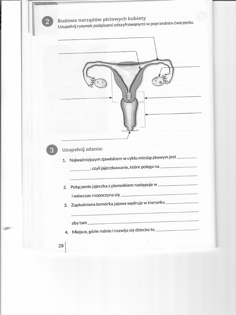 Układ Rozrodczy Klasa 4 | PDF