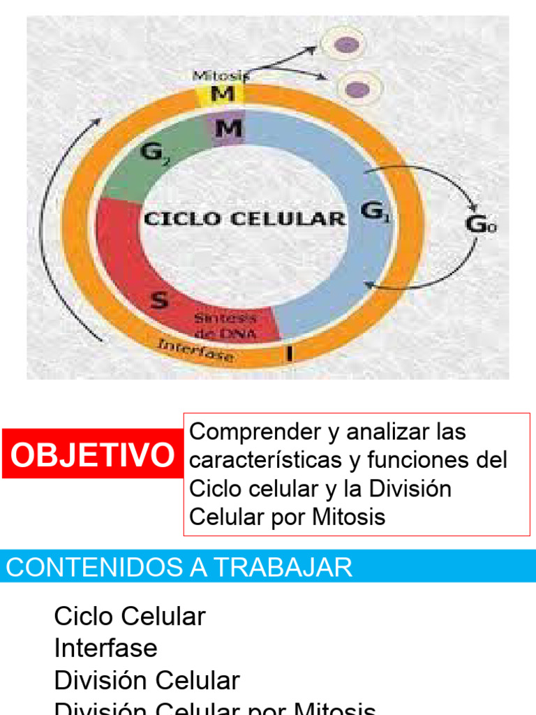 Ciclo Celular | PDF