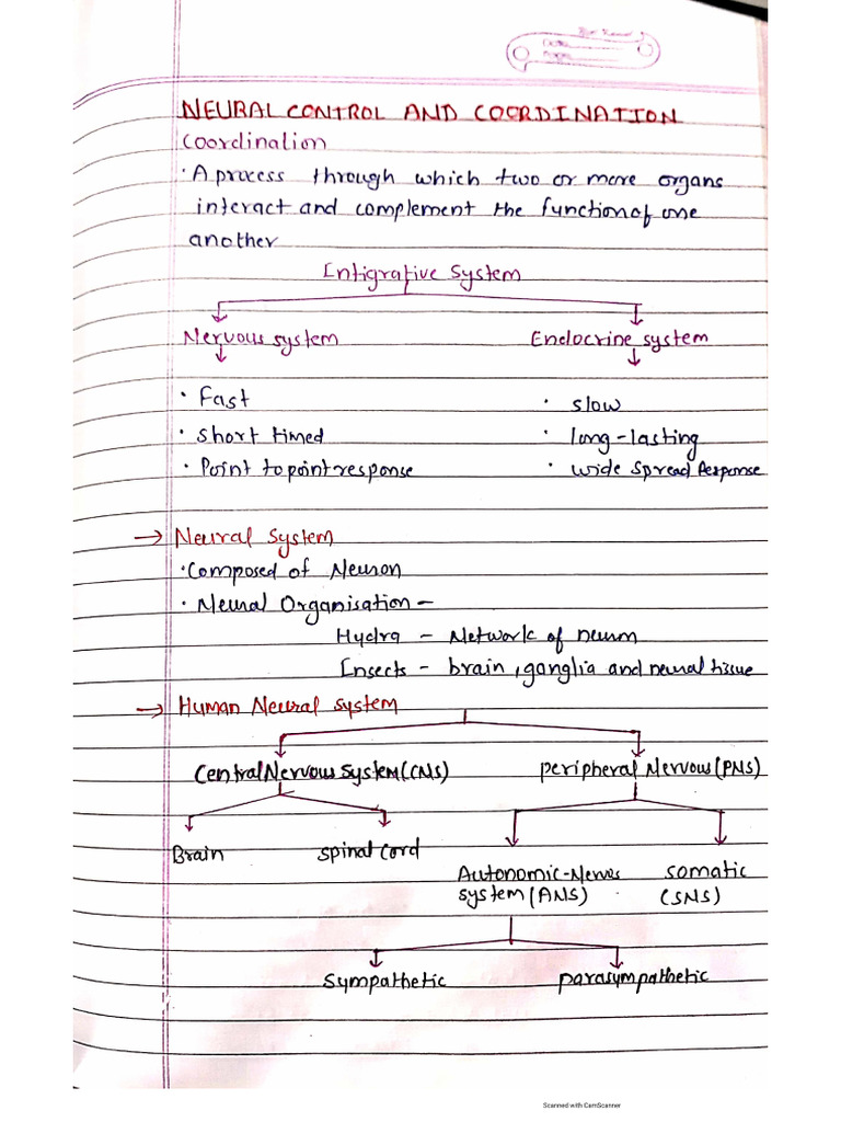 Neural Control and Coordination | PDF