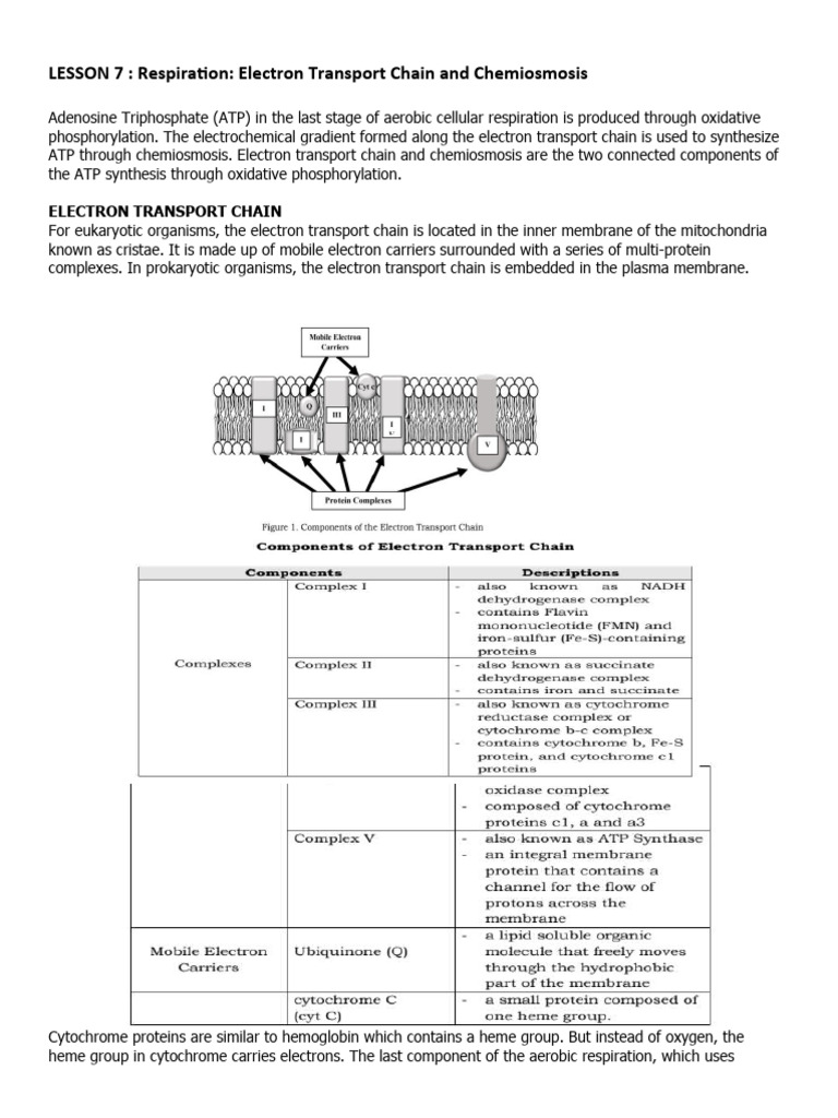 Biology Week 7-8 | PDF | Cellular Respiration | Electron Transport Chain