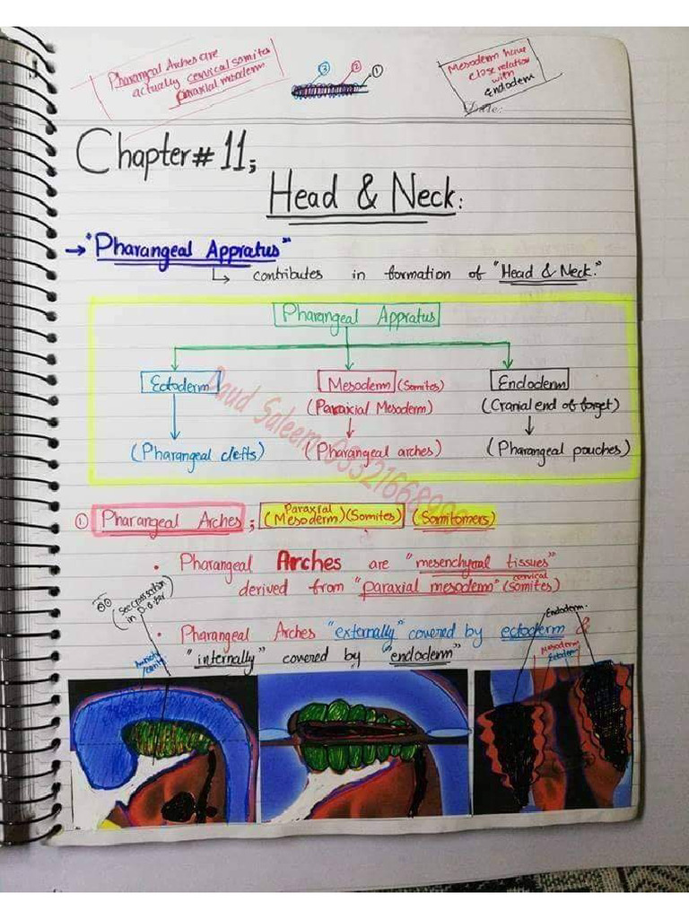 Special Embryo Imp Notes Compiled by DR XD AMG | PDF