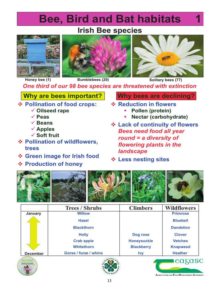 Bee, Bird and Bat Habitats | PDF | Bees | Flowers