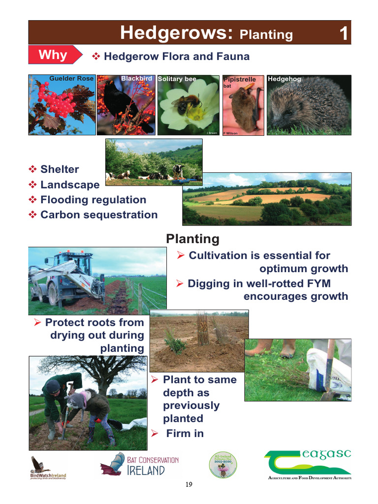 Hedgerow Management | PDF | Hedge | Botany