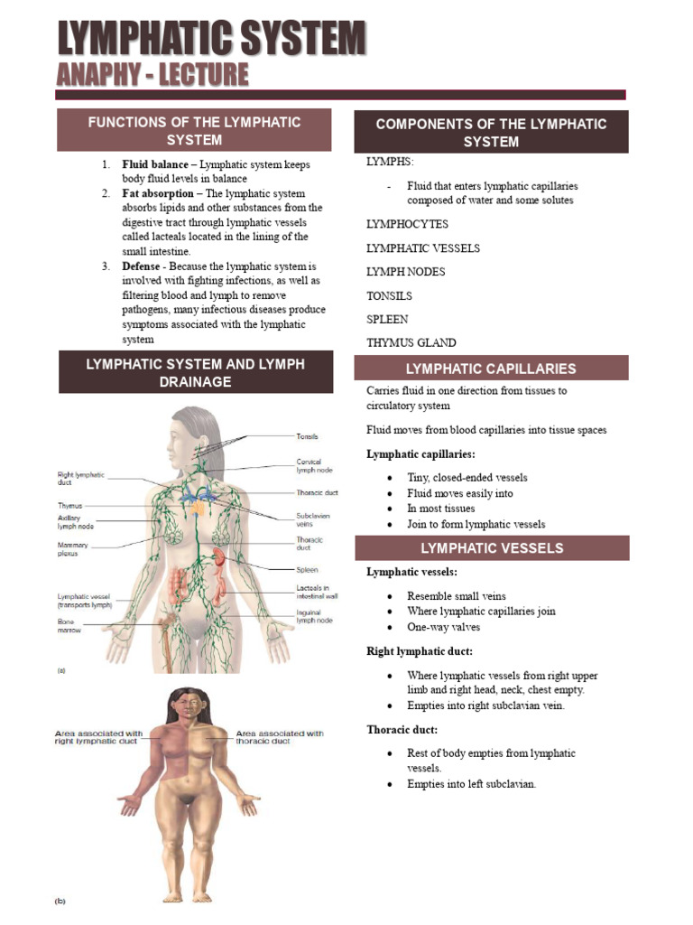Lymphatic System | PDF | Lymphatic System | Immune System