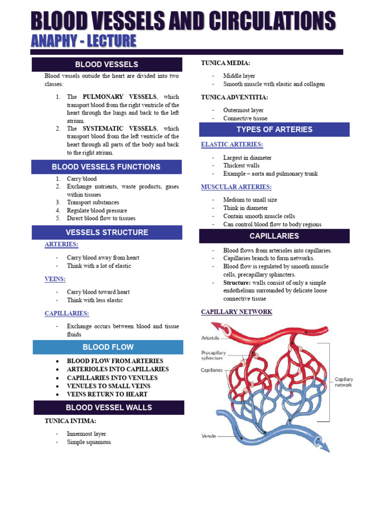 Blood Vessels and Circulations | PDF | Aorta | Vein