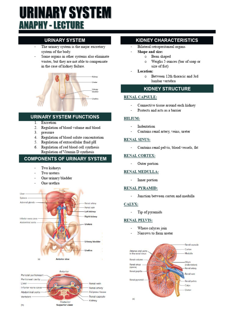 Urinary System | PDF | Kidney | Animal Anatomy