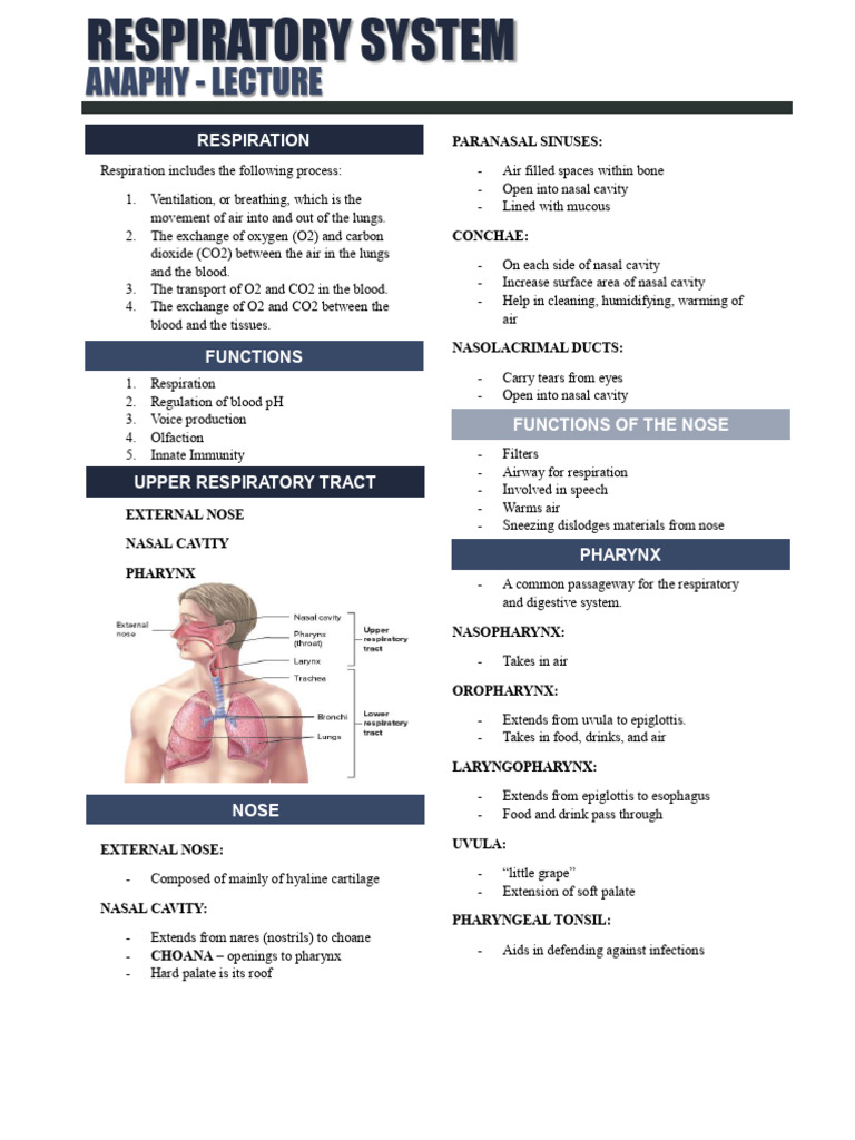 Respiratory System | Download Free PDF | Respiratory Tract | Lung
