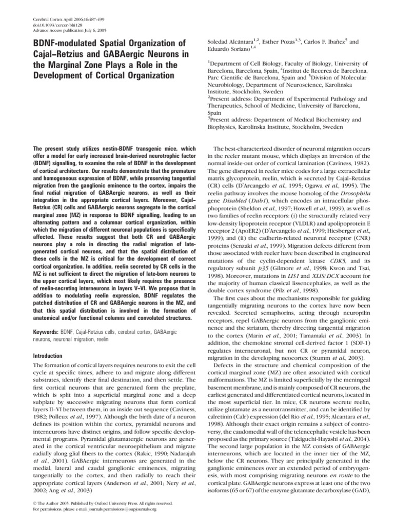 Alcantara Et Al. - Cerebral Cortex - 2005 - BDNF-modulated Spatial ...