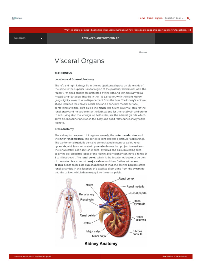 Pressbooks Bccampus Ca Advancedanatomy1sted Chapter Visceral Organs 2 ...