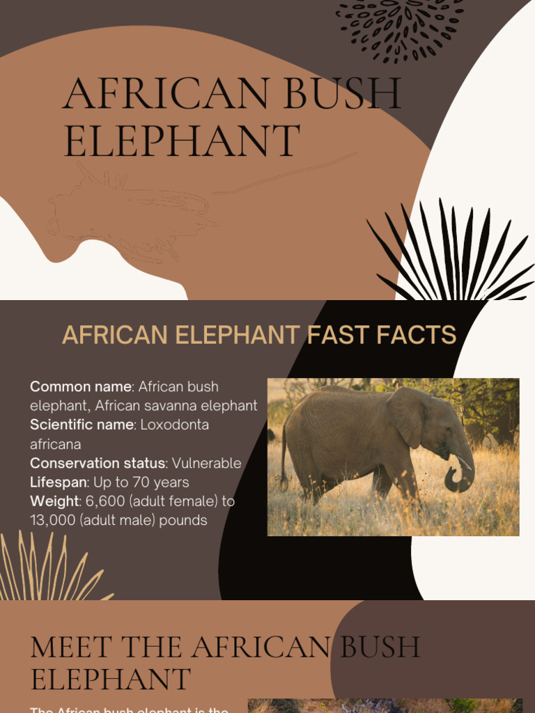 African Bush Elephant 2 | PDF