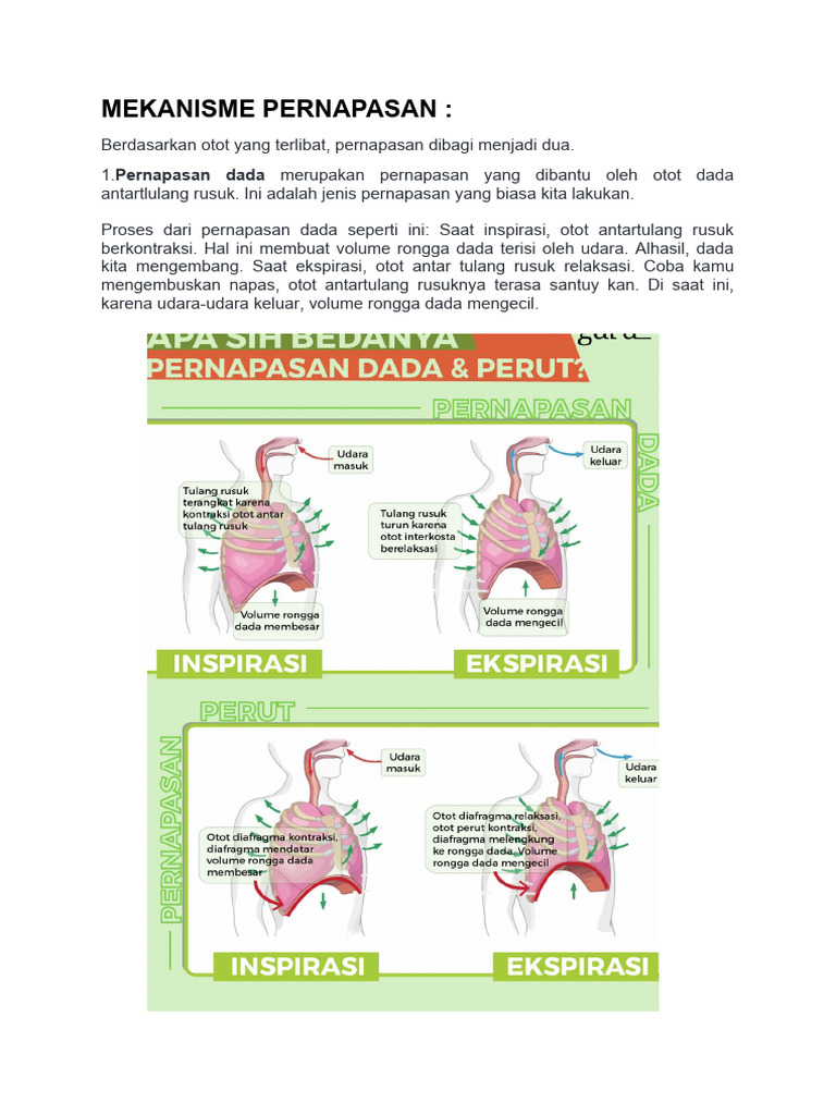 MEKANISME PERNAPASAN DAN KAPASITAS PARU PARU | PDF