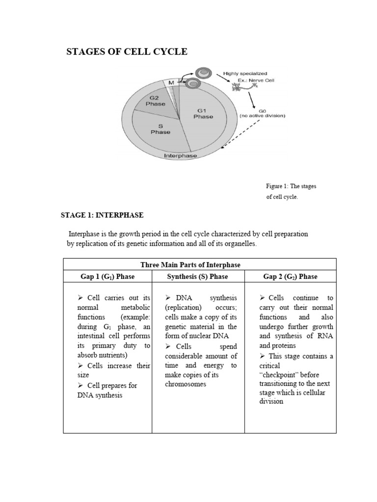 Stages of Cell Cycle. Notes | PDF | Cell Cycle | Cancer