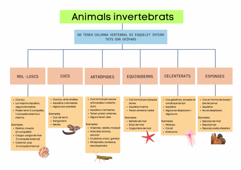 Esquema Invertebrats | PDF