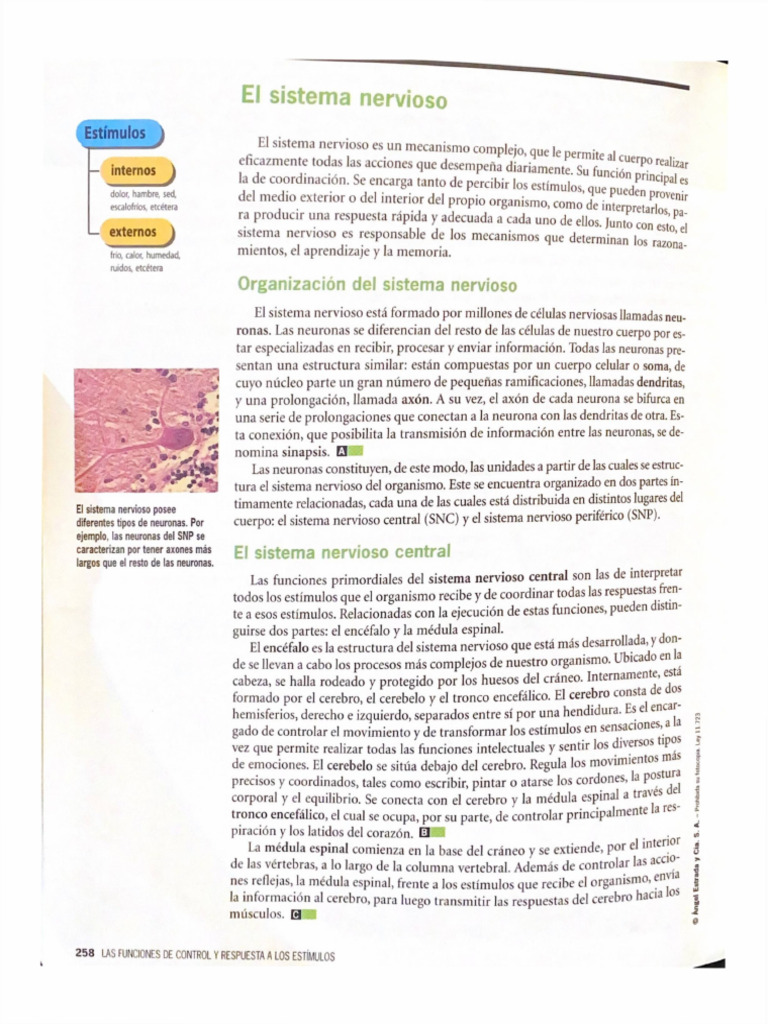 el sistema nervioso | PDF | Sistema nervioso | Neurona