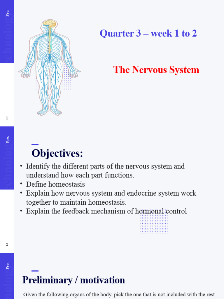 Nervous System | PDF | Nervous System | Brainstem