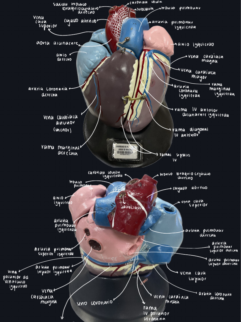corazón roto | PDF | Sistema circulatorio | Anatomia animal