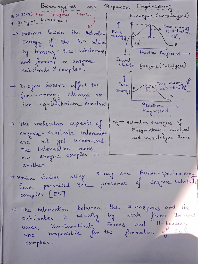 Bioprocess engineering class notes | PDF