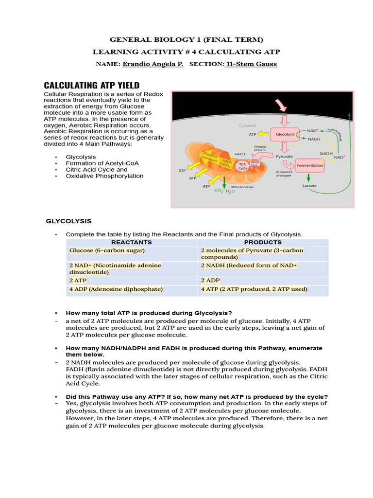 Learning Activity#4 | PDF | Adenosine Triphosphate | Cellular Respiration