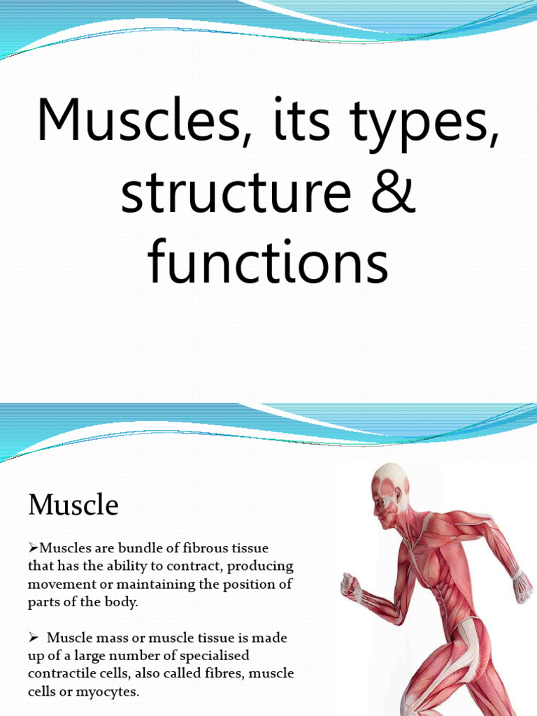 Anatomy Lec 6 Muscle | PDF | Skeletal Muscle | Cardiac Muscle