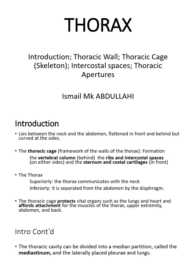 Thorax Part 1 | Download Free PDF | Thorax | Vertebra