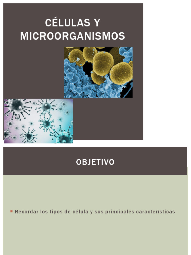 La Celula Octavo Descargar Gratis Pdf Biología Celular Citoplasma