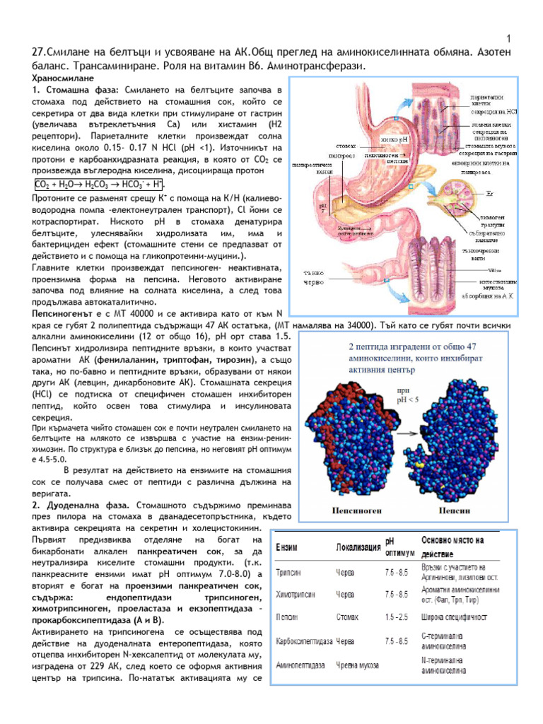 FF LEC BG 27 BIOCHEM Digestion | PDF