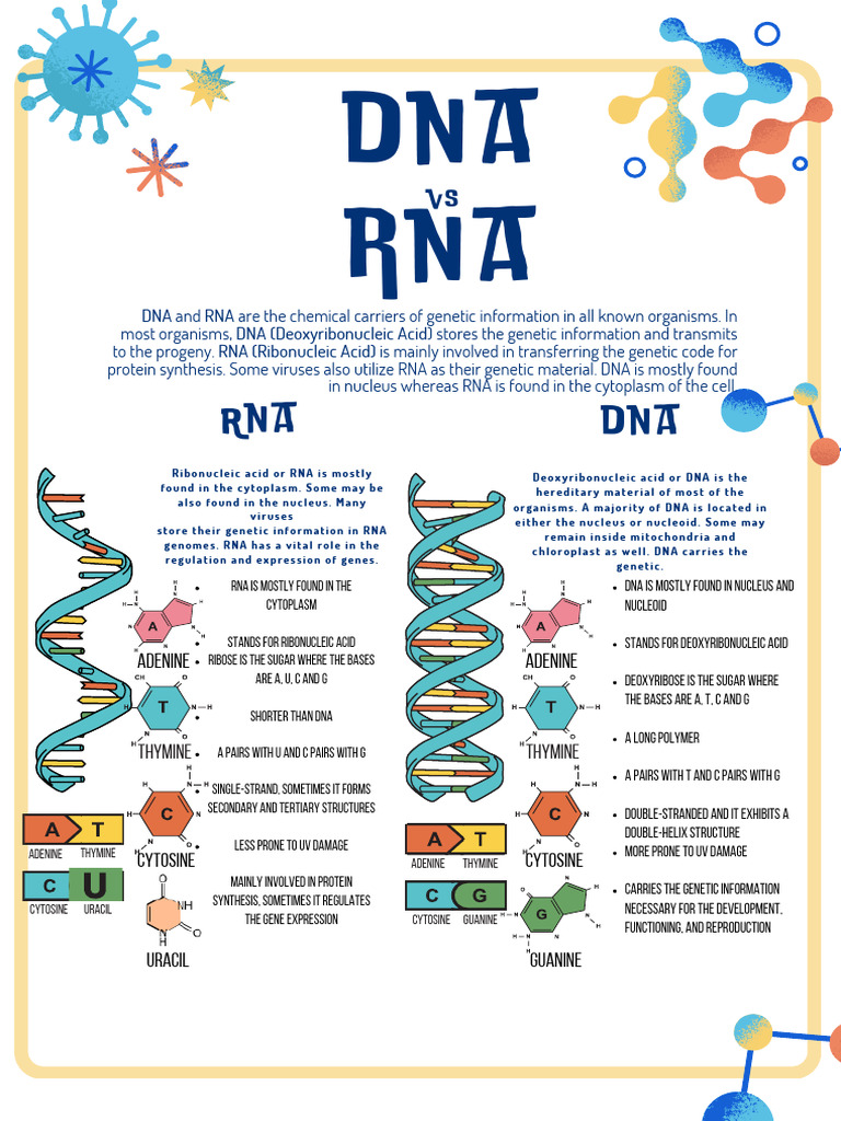 dna vs rna | PDF | Dna | Rna